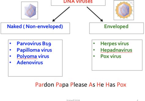 DNA Virus Naked Flashcards Quizlet