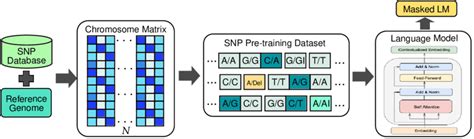 snp2vec pre training pipeline snp2vec merges information from download scientific diagram
