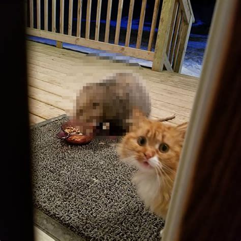 いつも遊びに来る野良猫が謎の生物を連れてきたその驚きの正体とは