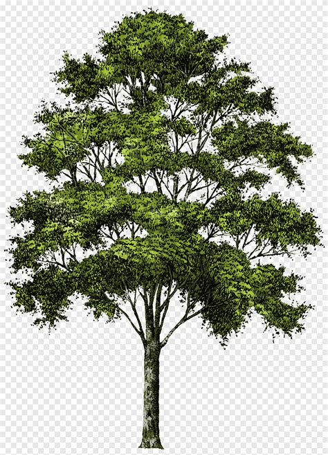 Tree Tree Branch Grass Png PNGEgg