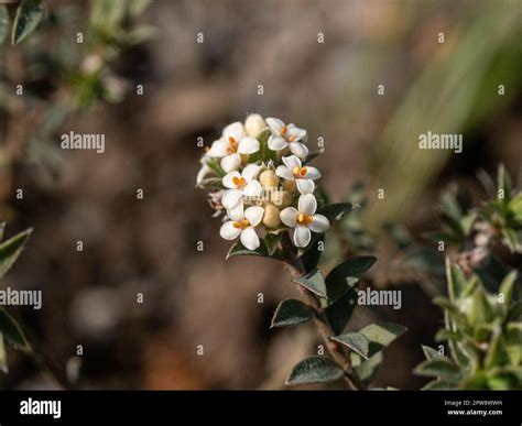 Tiny White Fotos Und Bildmaterial In Hoher Auflösung Alamy