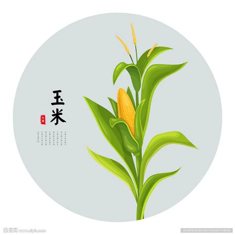 玉米手绘设计图 蔬菜 生物世界 设计图库 昵图网nipic