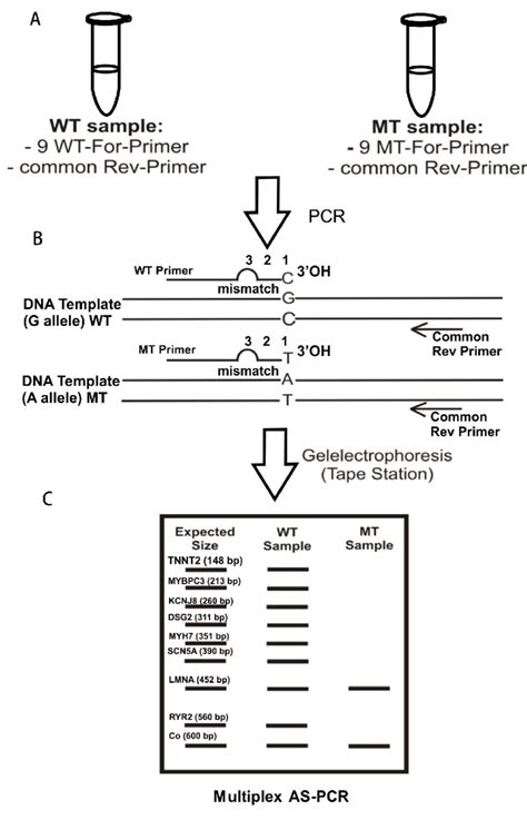 Schematic Presentation Of The Multiplex AS PCR Method A Two Reaction