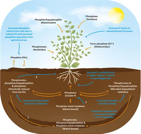 Cycling Of Reduced Phosphorus Compounds In Soil And Potential Impacts