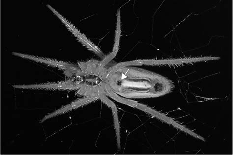 This Spiders Mate Breaks Her Genitals So She Cant Have Sex Ever Again