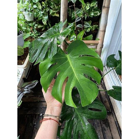 Mua Cây Monstera deliciosa Cây Quái Vật Trầu Bà Lá Xẻ trưởng thành
