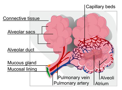 Pulmonary Alveoli Diagram