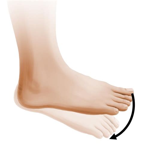 Ankle KINESIOLOGISTS CA Studio CloverdaleKINESIOLOGISTS CA Studio