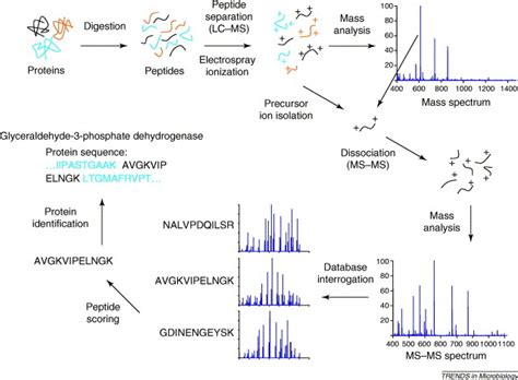 protein identification and expression analysis using mass spectrometry trends in microbiology