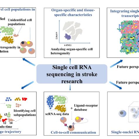 Single Cell RNA Sequencing In Stroke Research The Advancements In