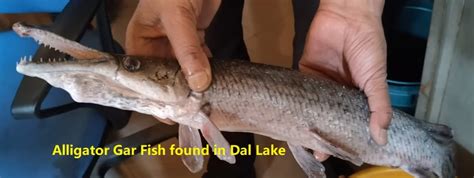 Kashmir Scientists Are Alarmed By The Discovery Of Alligator Gar Fish