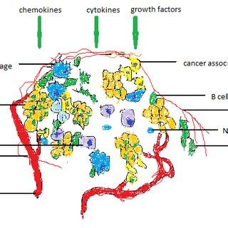 The Elements That Make Up The Tumor S Microenvironment The TME Is Made