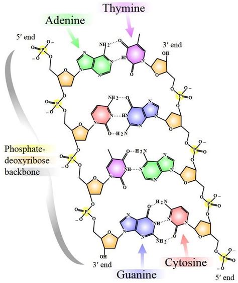 Nucleotide Definition Structure 3 Parts Examples Function