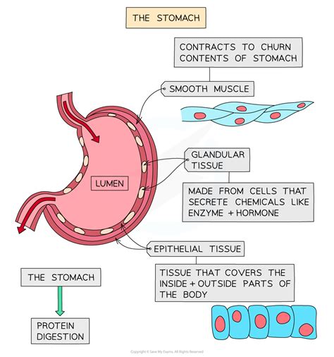 CIE IGCSE Biology 复习笔记7 1 5 The Stomach