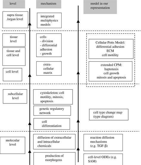 on multiscale approaches to three dimensional modelling of morphogenesis journal of the royal