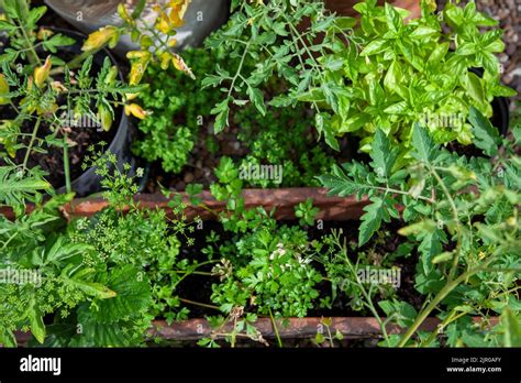 Pots Of Herbs And Tomato Foliage In Working Home Garden With Plants Vegetables London Uk