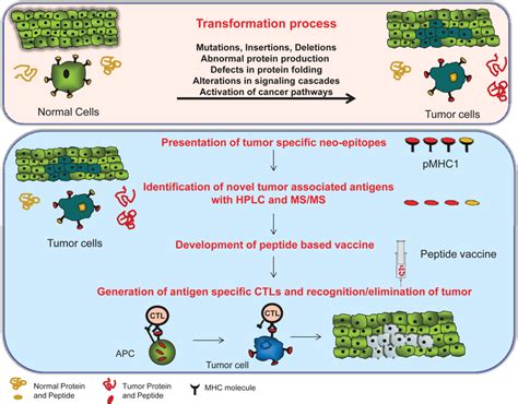 MHC Class I Antigen Presentation And Implications For Developing A New