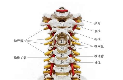 脊椎各部位小关节紊乱详解（干货分享） 知乎