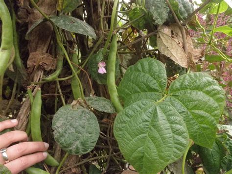Phaseolus Fabaceae Image At Phytoimages Siu Edu