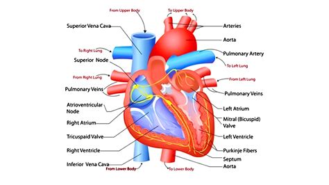 Heart Diagram With Functions Human Heart