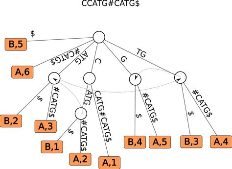Exercise Sheet Suffix Trees