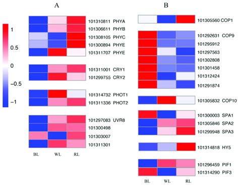 Heat Map Of Gene Expression Involved In Light Signal Perception A And
