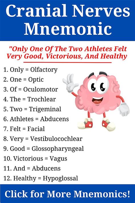 Cranial Nerves Mnemonic Function Labeled Names In Order Definition