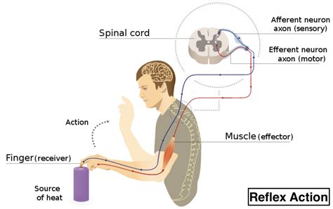 Draw A Well Labelled Diagram Of Reflex Arc