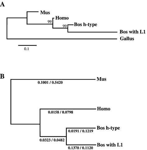 phylogenetic analysis and likelihood ratio tests a phylogenetic download scientific diagram
