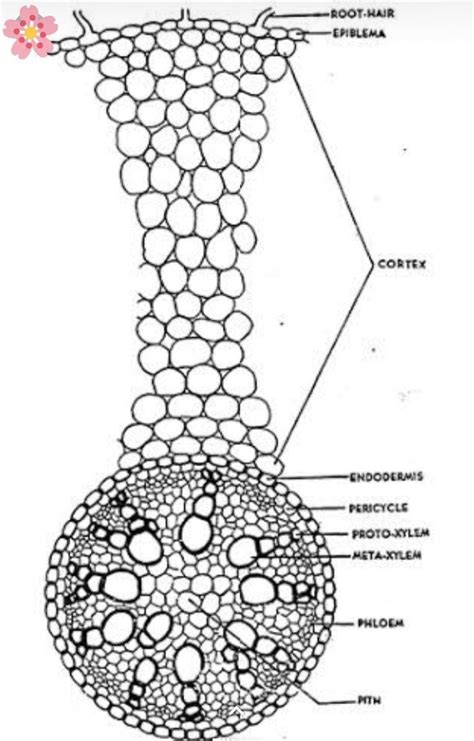 Draw A Labelled Diagram Of TS Of Dicot Root And Give Description In