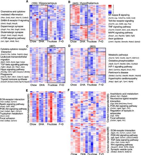 Heatmap Of Gene Expression Changes And Enriched Pathways Under DHA