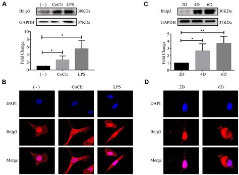 Bnip3 Interacts With Vimentin An Intermediate Filament Protein And
