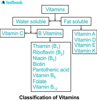 Types Of Vitamins Learn The Function Of Different Vitamins