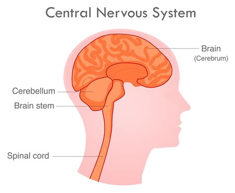 Central Nervous System Structure And Function 41 OFF
