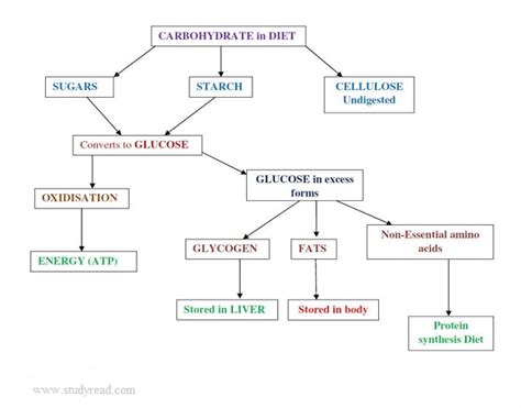 10 Important Functions Of Carbohydrates And Their Role In The Body