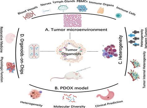 Frontiers Application Of Organoids In Carcinogenesis Modeling And