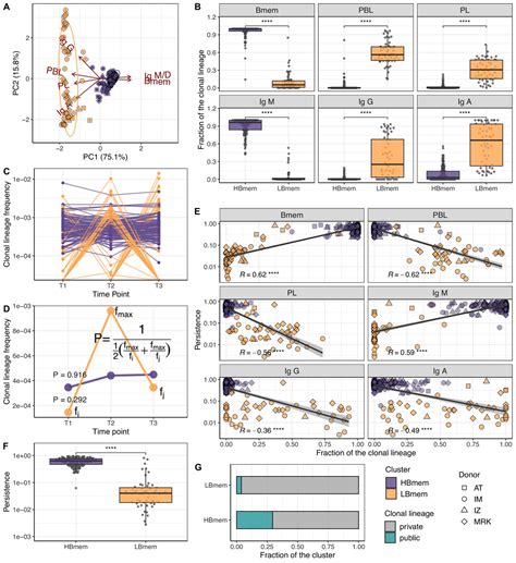 Memory Persistence And Differentiation Into Antibody Secreting Cells