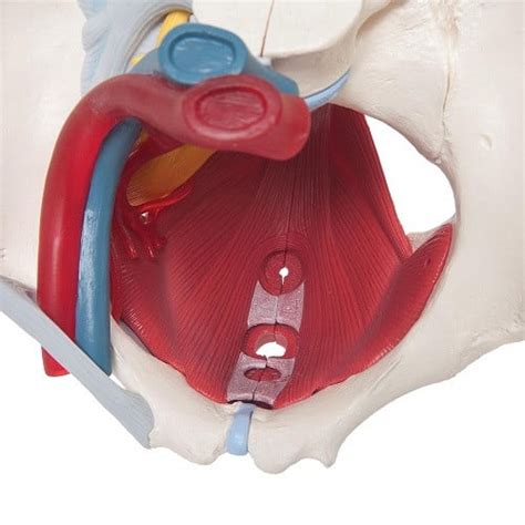 Female Pelvis With Genital Organs Vessels And Nerves Model Pelvis Sexiz Pix