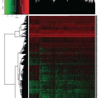 Heat Maps Of The Expression Levels Of Differentially Expressed LncRNAs