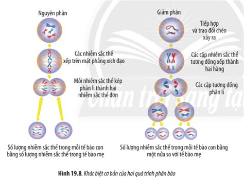 Hãy cho biết những khác biệt cơ bản của hai quá trình phân bào nguyên
