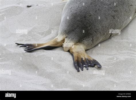Australian Sealion Neophoca Cinerea Adult Female Close Up Of Back Flippers On Sandy Beach