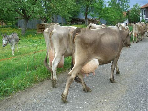 How Long Do Dairy Cows Produce Milk For During Lactation And In Lifetime Informed Farmers