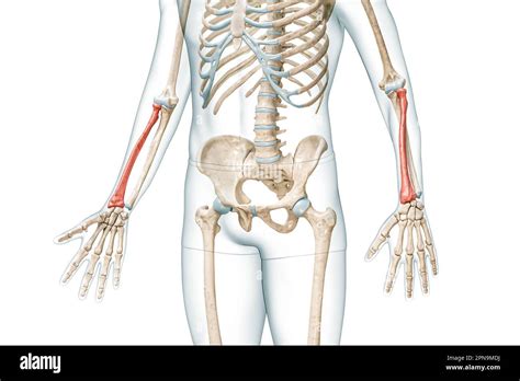 Radius Forearm Bone In Red Color With Body 3D Rendering Illustration