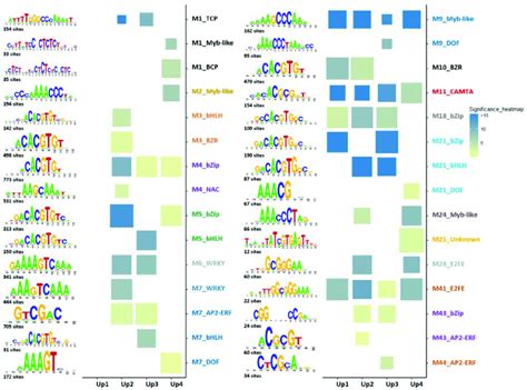 position specific scoring matrix pssm representation of top scored download scientific