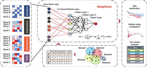 DeepOmix A Scalable And Interpretable Multi Omics Deep Learning