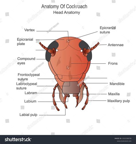 Cockroach Anatomy Head Anatomy Biological Illustration Stock Vector Royalty Free 2312236735