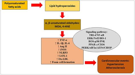 Lipid Oxidation Reaction