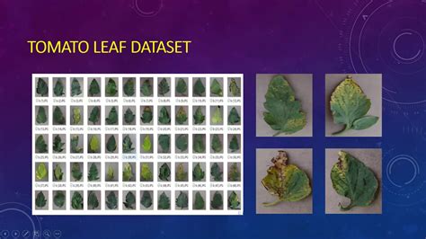 project on tomato leaf disease detection indianservers saisatish youtube