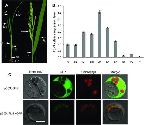 Tissue Specific OsFLN1 Expression And Subcellular Localization Of