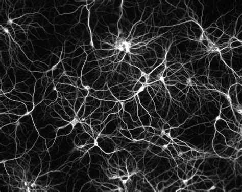 File Réseau de neurones Wikimedia Commons
